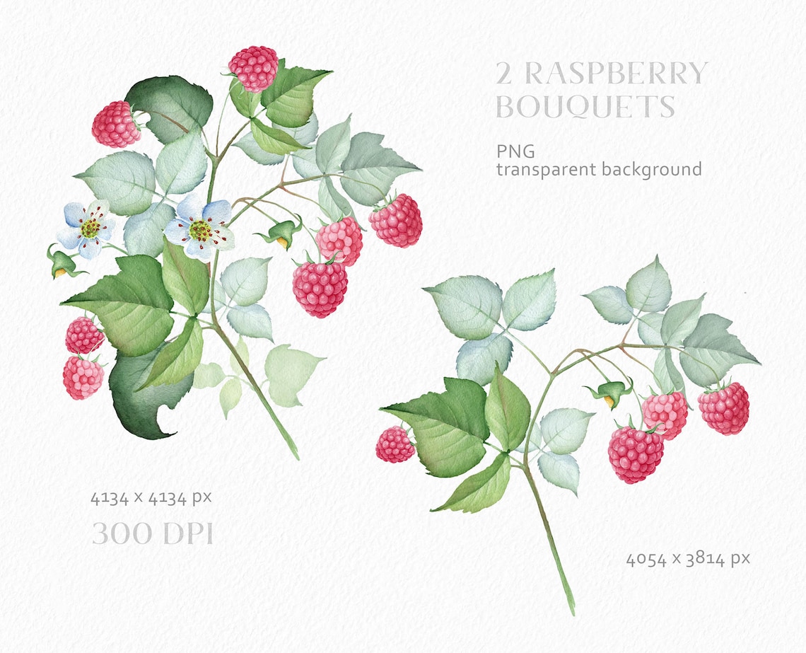 Raspberry Clipart. Watercolor Floral Clipart. Vintage - Etsy