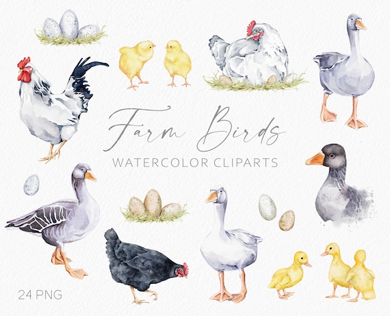 Farm Duck Clipart
