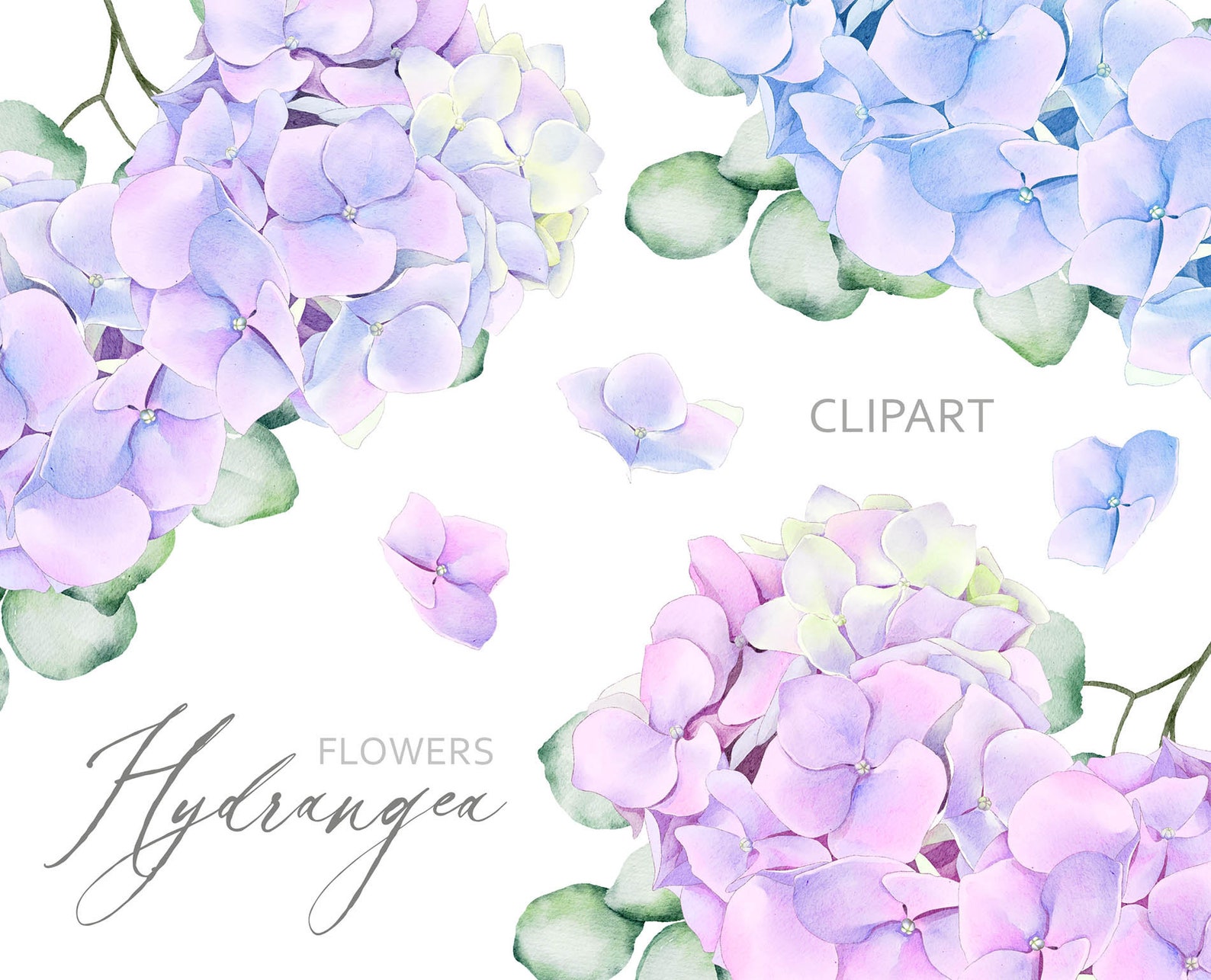 Flower Clipart Watercolor Hydrangea Clipart Floral Clipart - Etsy