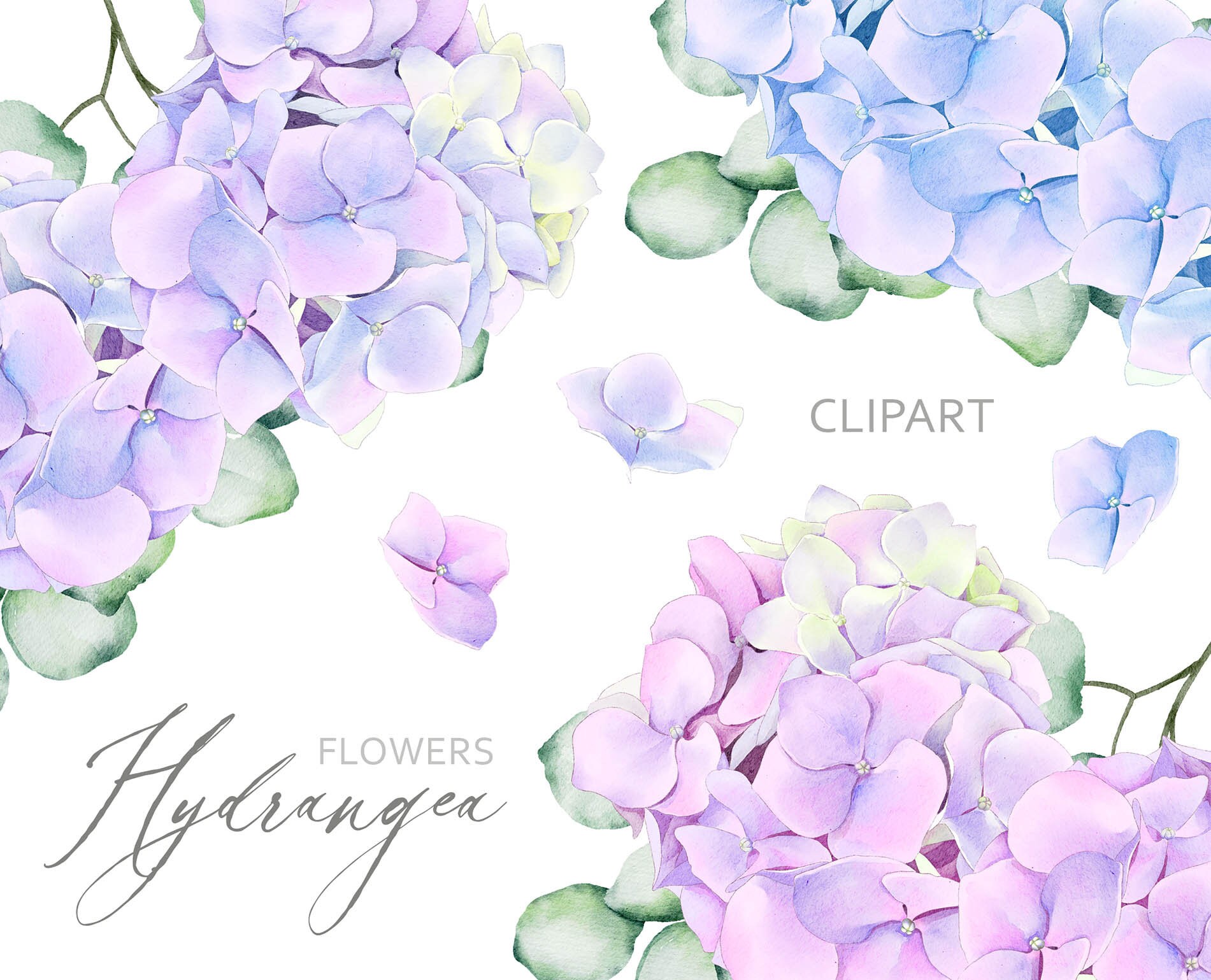 Hydrangea Clipart Borders