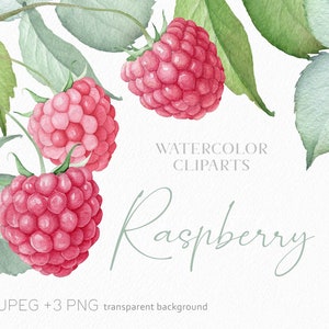 Raspberry Clipart. Watercolor Floral Clipart. Vintage Background. Berry ...