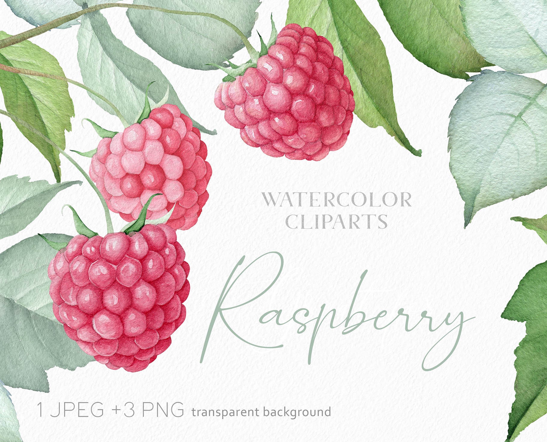 Raspberry Clipart. Watercolor Floral Clipart. Vintage - Etsy