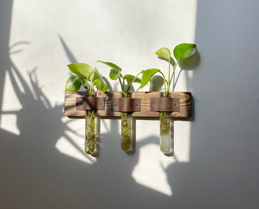 Triple Glass Vial Plant Propagation Décor | Plant Storage | Home Décor ...