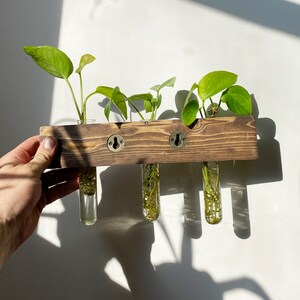 Triple Glass Vial Plant Propagation Décor | Plant Storage | Home Décor ...