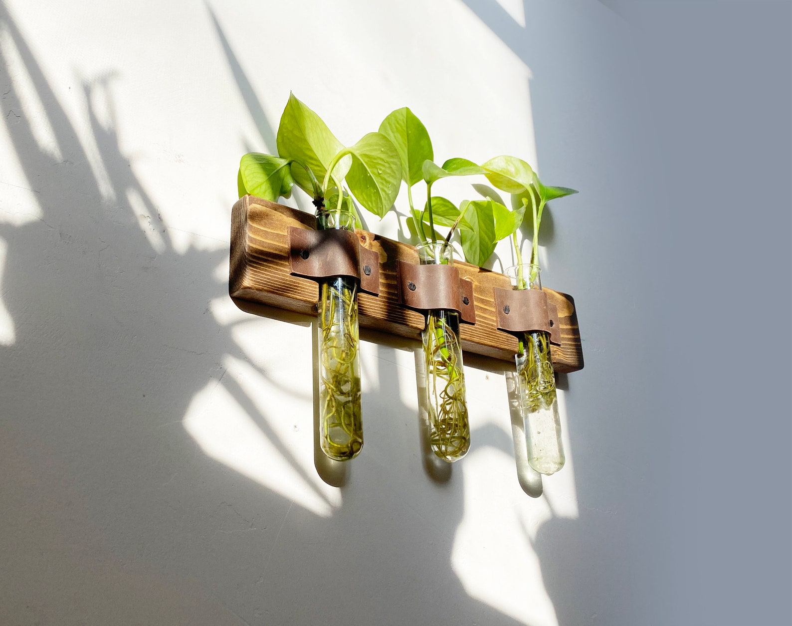 Triple Glass Vial Plant Propagation Décor | Plant Storage | Home Décor ...