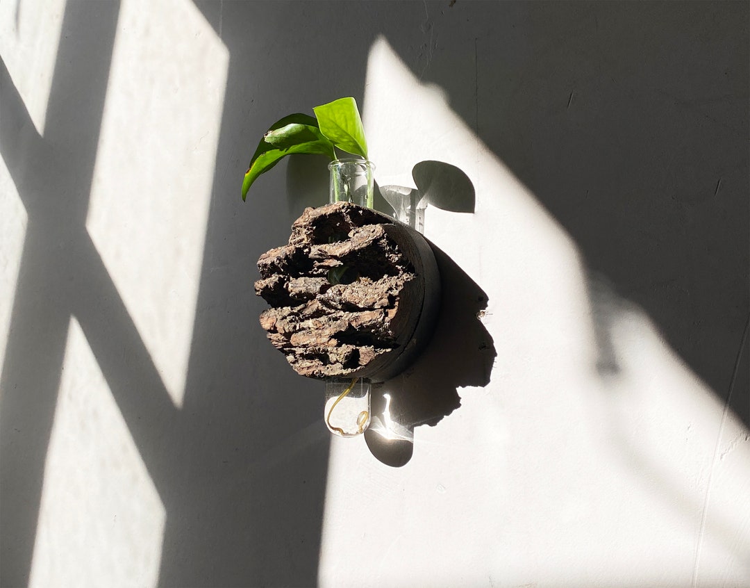 Black Walnut Tree Bark | Plant Propagation Station | Unique Driftwood ...