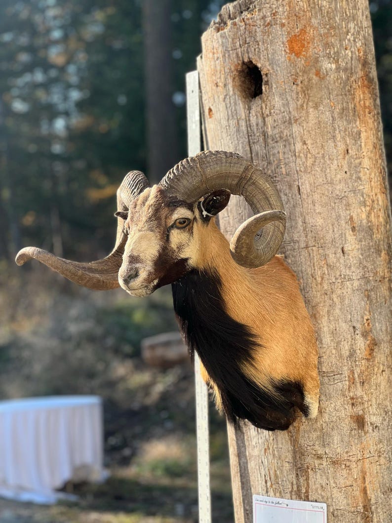 Corcican Ram Sheep Shoulder Mount Taxidermy - Etsy