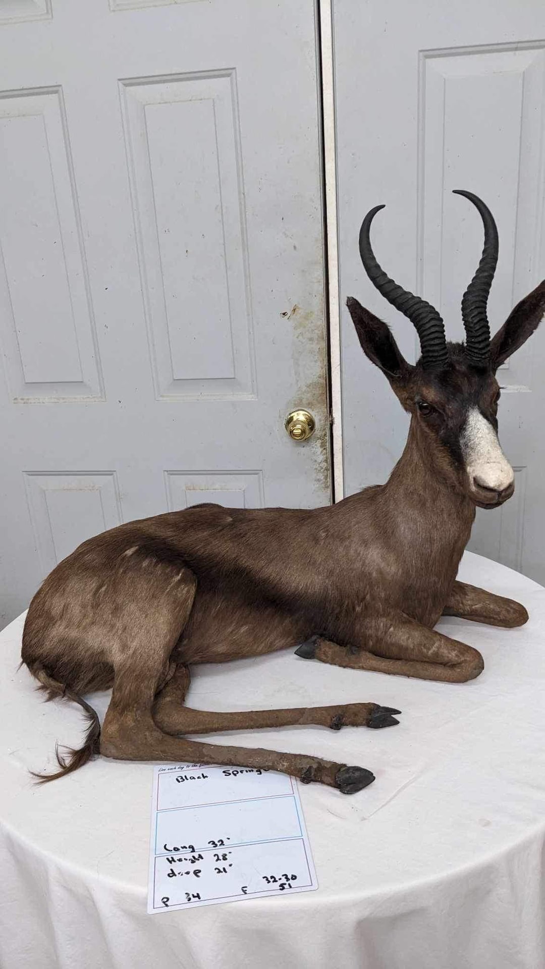 Black Springbok Taxidermy Full Body Mount - Etsy