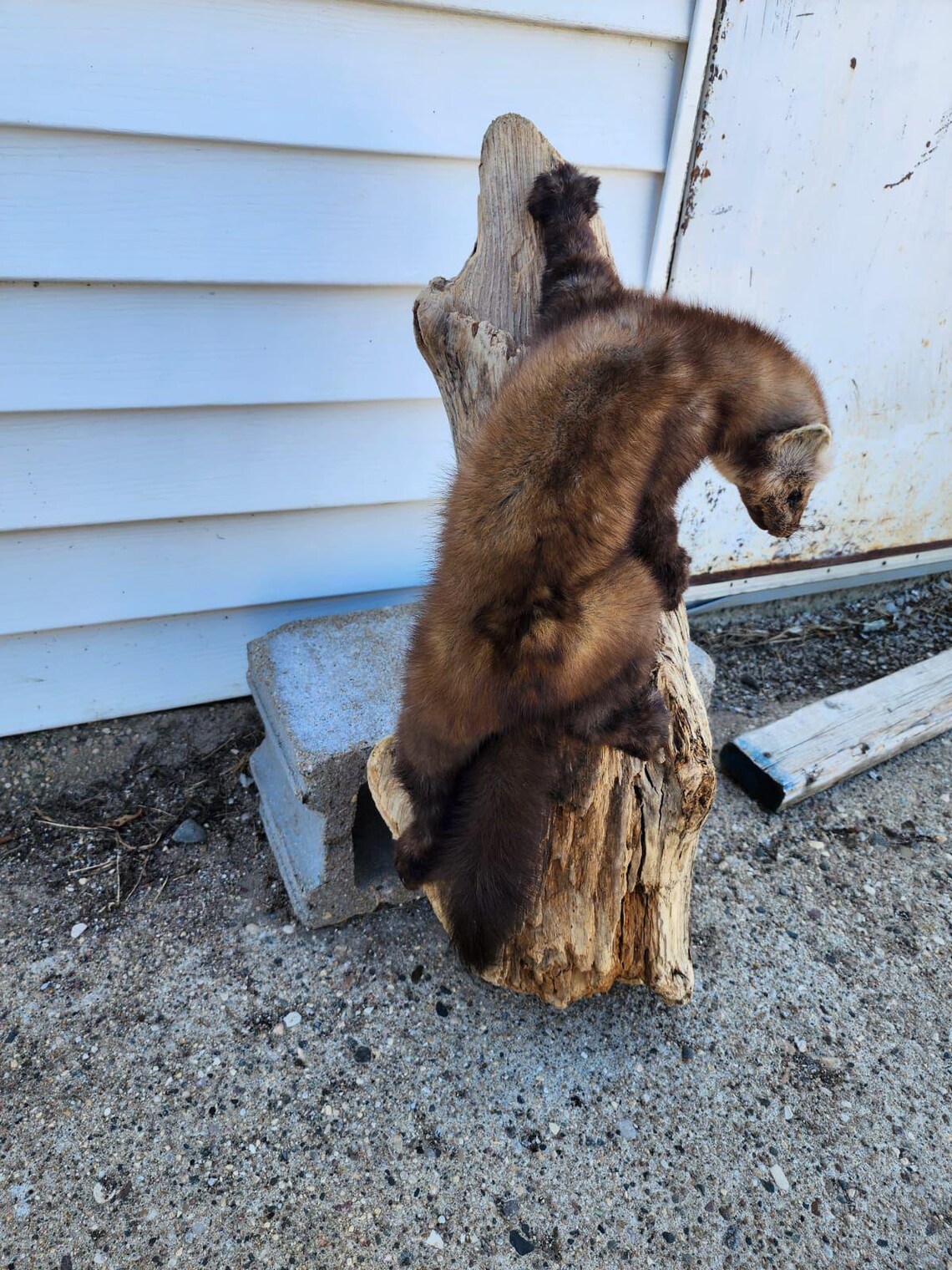 Taxidermy Pine Marten Full Body Mount - Etsy