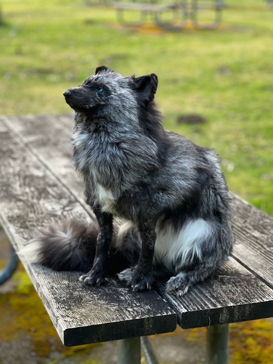 Beautiful Pearl Dark Silver Fox Taxidermy Standing Mount - Life Size on ...