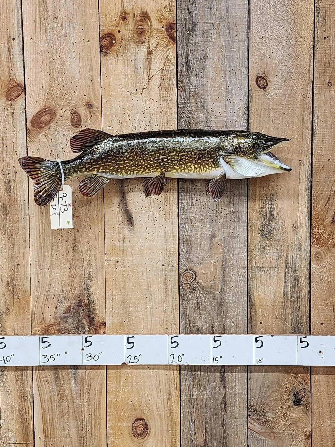 31" Northern Pike Real Skin Fish Taxidermy - Etsy
