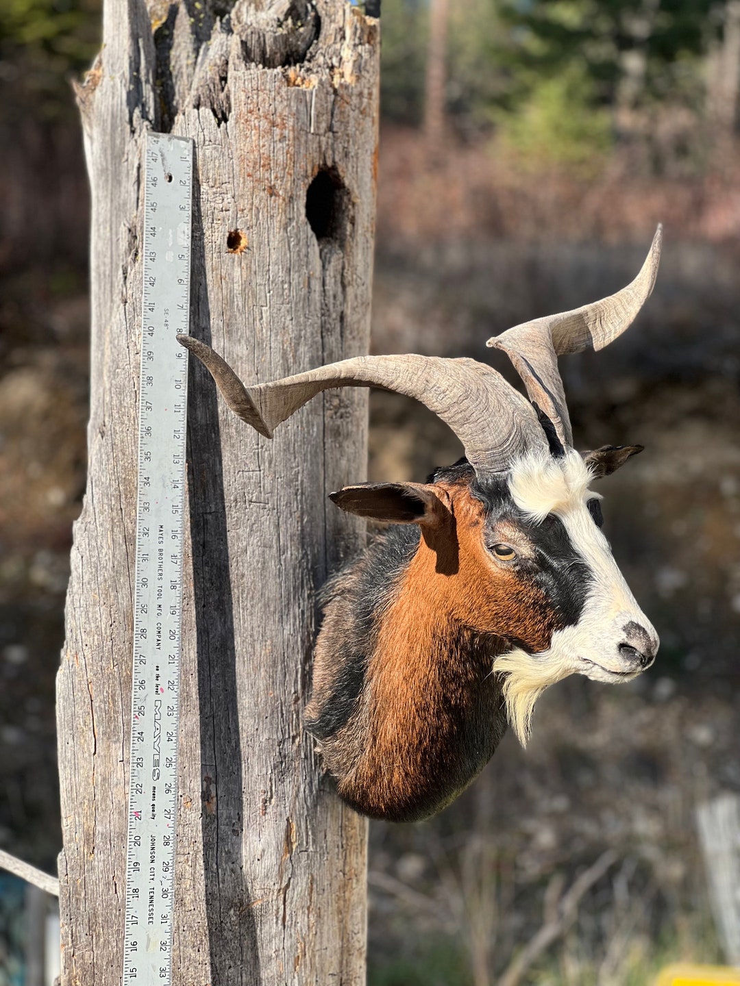 Spanish Goat Shoulder Mount Taxidermy - Etsy