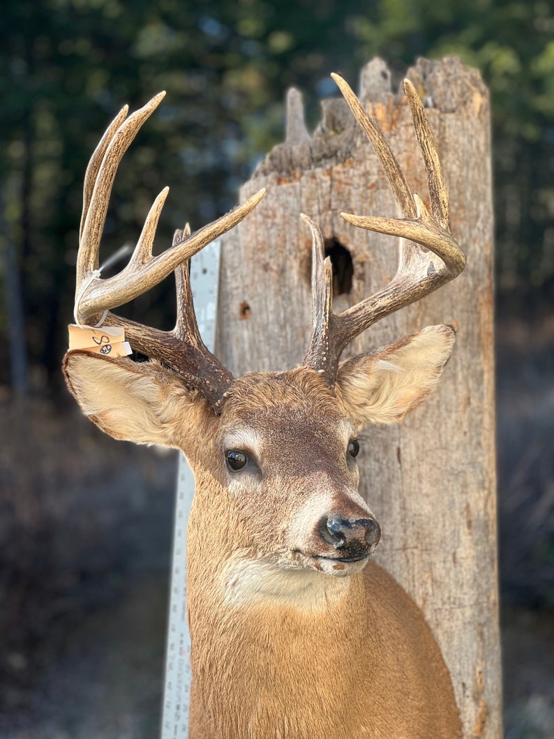 Shoulder Mount White Tail Deer Real Antler Taxidermy Wall Mount - Etsy