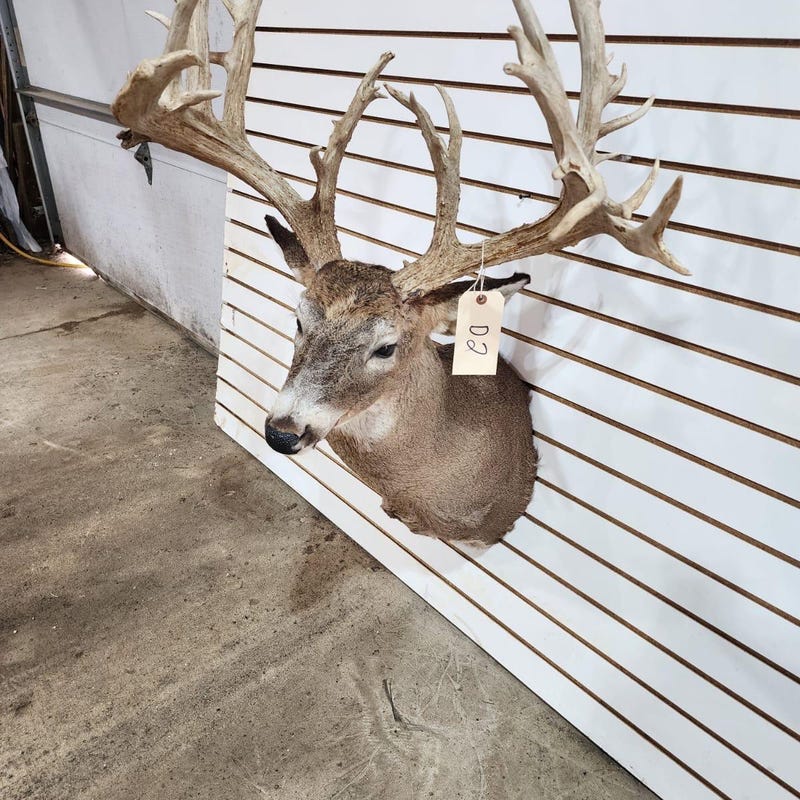 Real Mounted Deer Head - Etsy