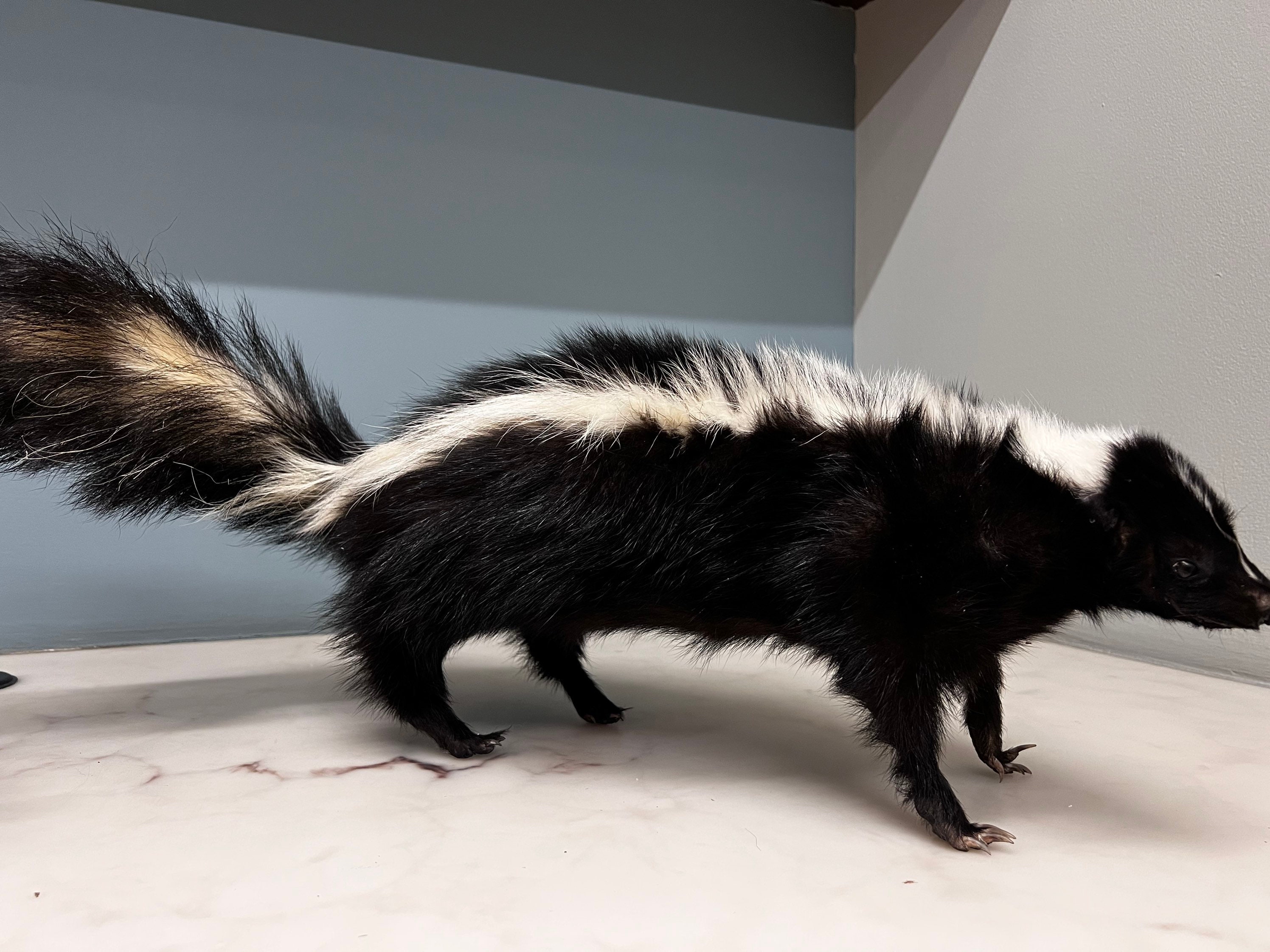 New Fluffly SKUNK Taxidermy Mount - Etsy
