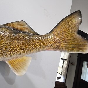 26" Walleye Real Skin Fish Taxidermy - Etsy