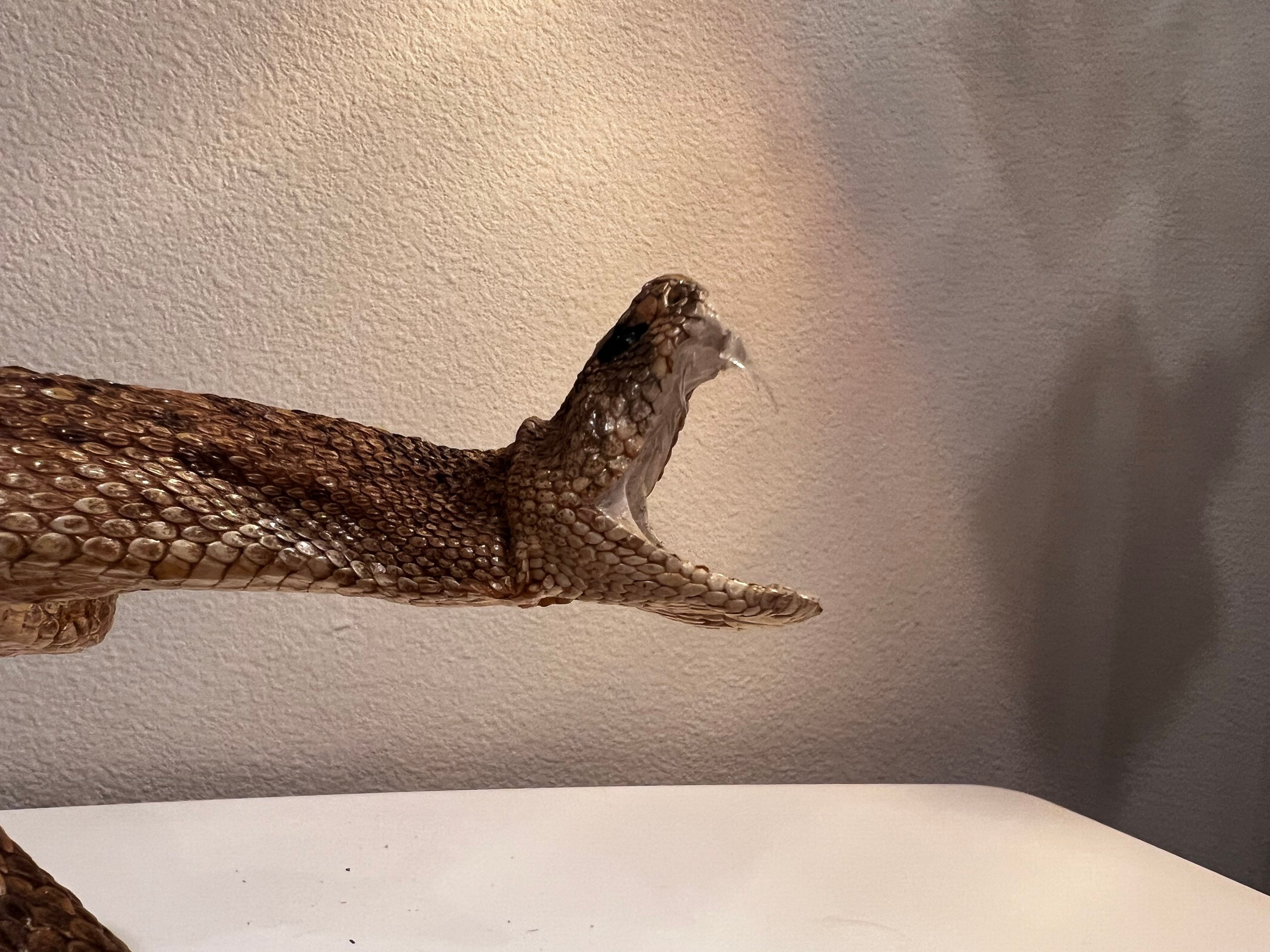 Rattle Snake Taxidermy Mount Beautiful - Etsy