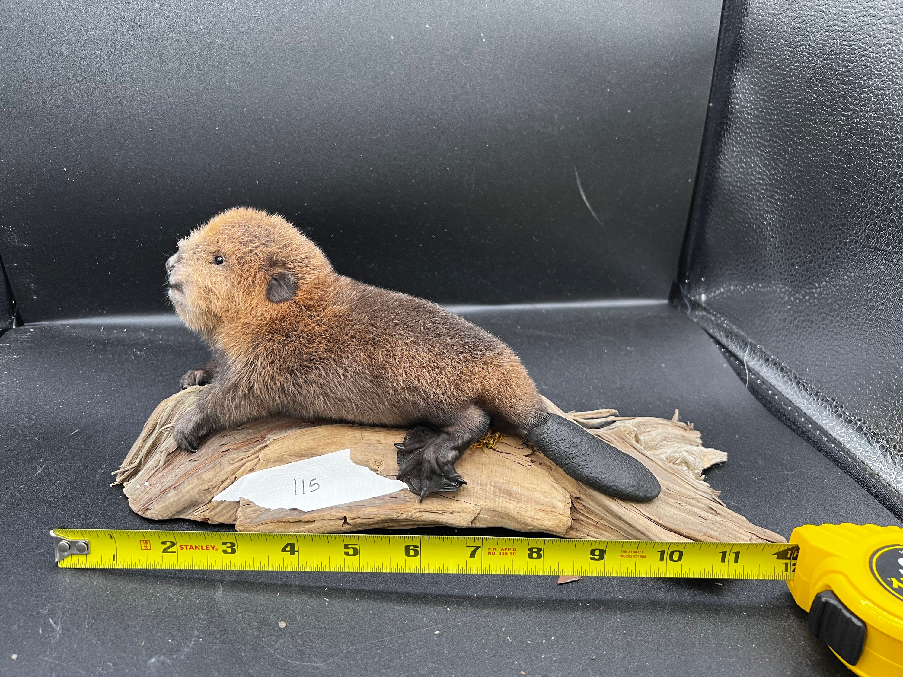 Museum Quality Beautiful Adorable Baby Beaver Kit Taxidermy Mount Art ...