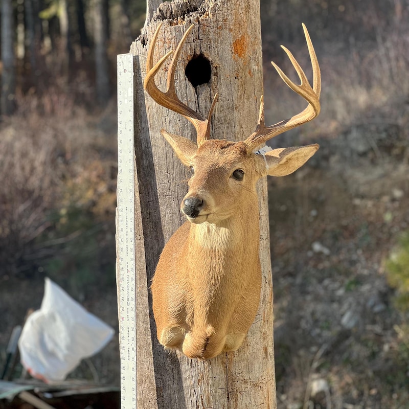 Real Mounted Deer Head - Etsy