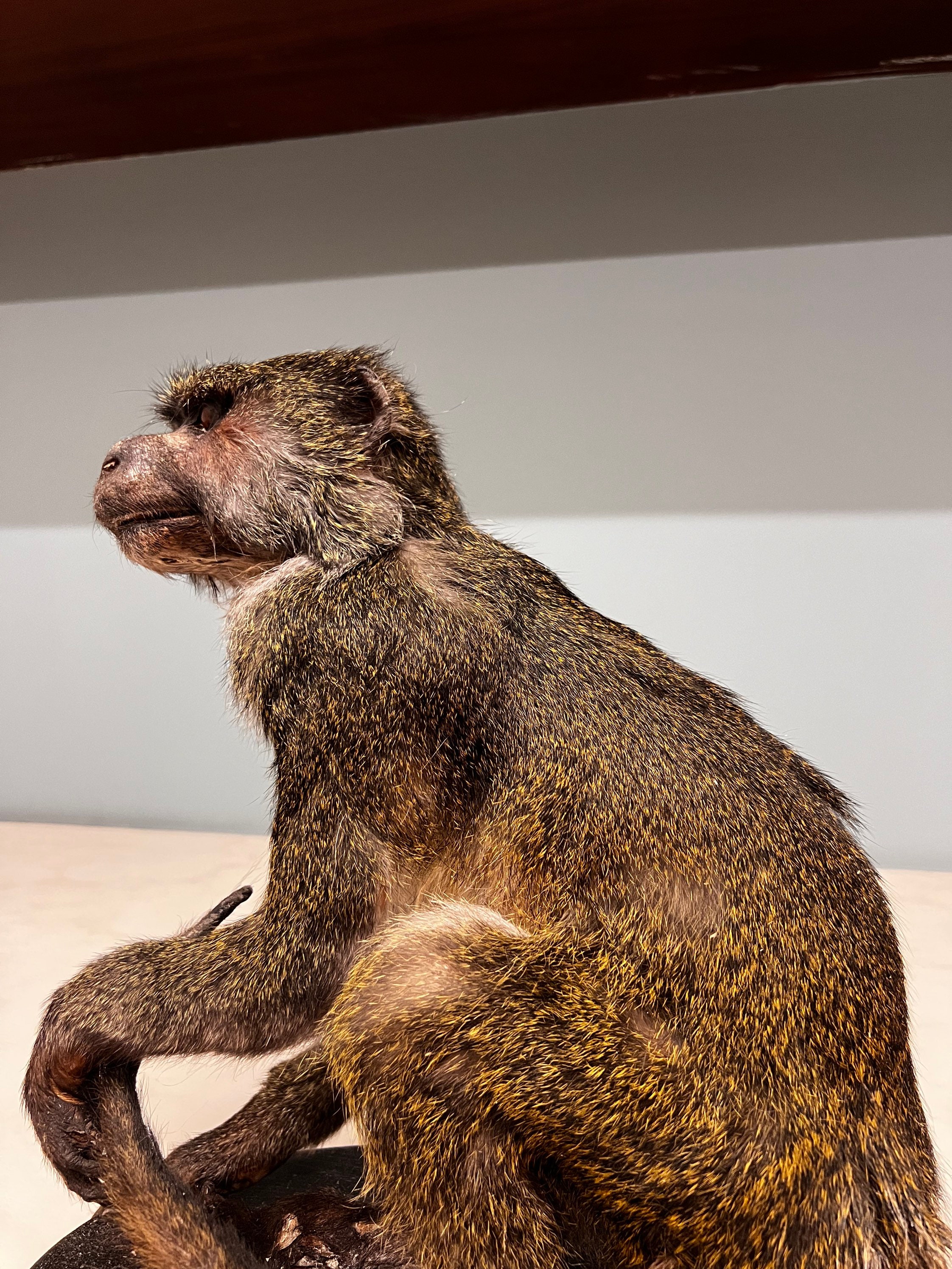 Allen's Swamp Monkey Taxidermy Full Life Size Standing - Etsy