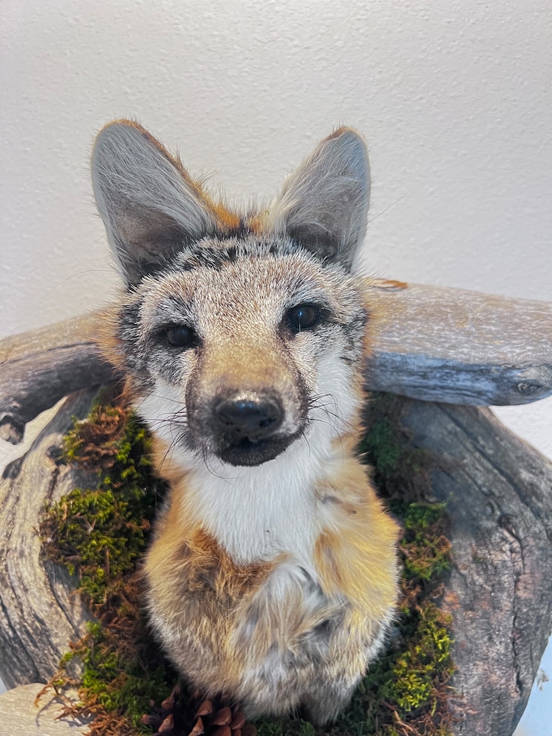 Beautiful Grey Fox Taxidermy Wall Mount in Den - Etsy