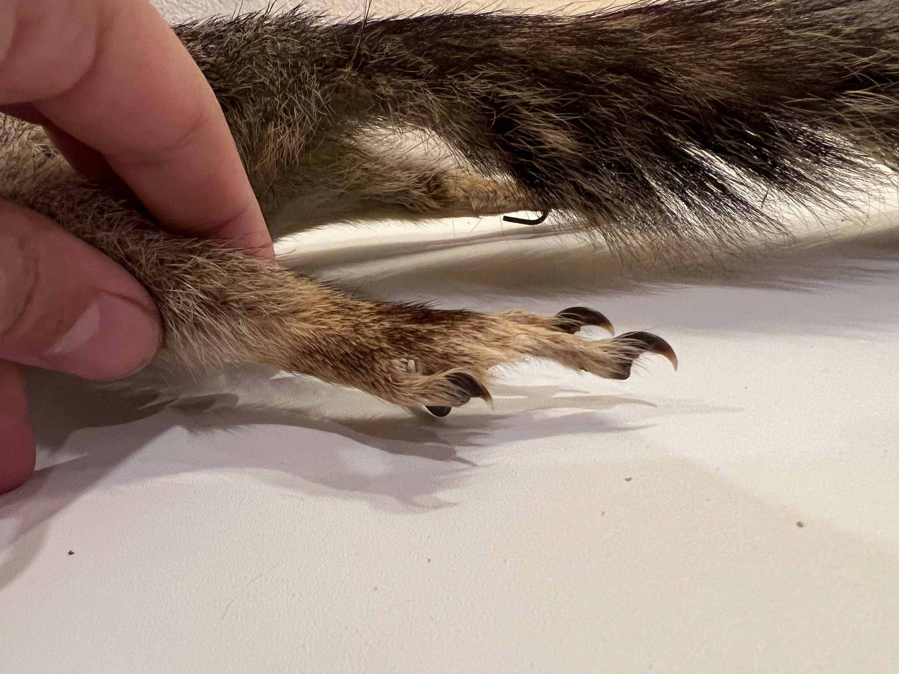 Flying Squirrel Beautiful Adorable Taxidermy Wall-mount Wooden - Etsy