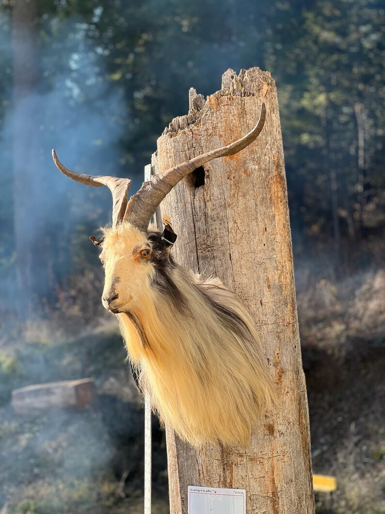Angora Cross Goat Shoulder Mount Taxidermy - Etsy