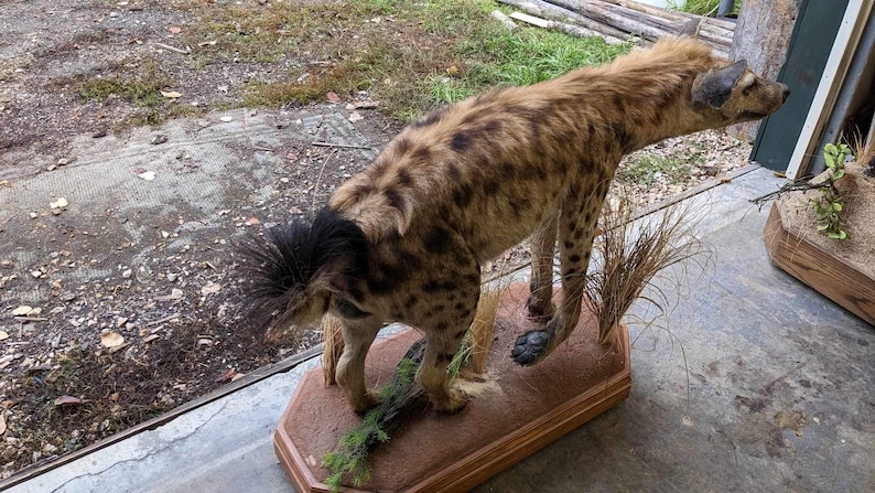 Spotted African Hyena Taxidermy Mount - Etsy