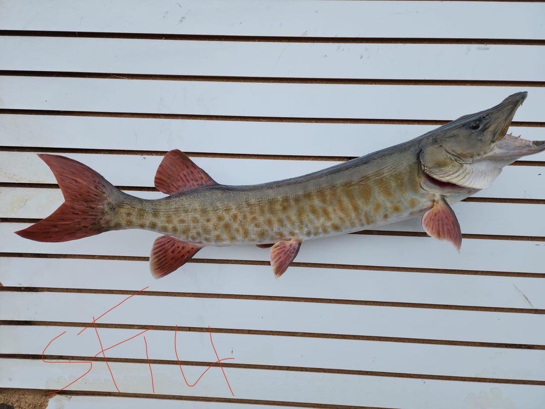 34" Muskie Real Skin Fish Taxidermy - Etsy