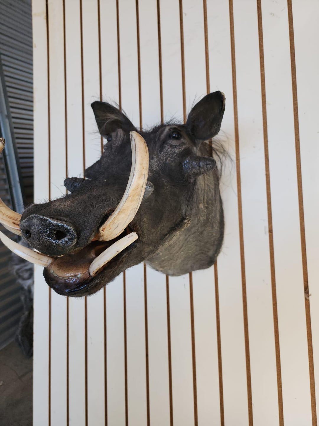African Warthog Shoulder Taxidermy Mount - Etsy