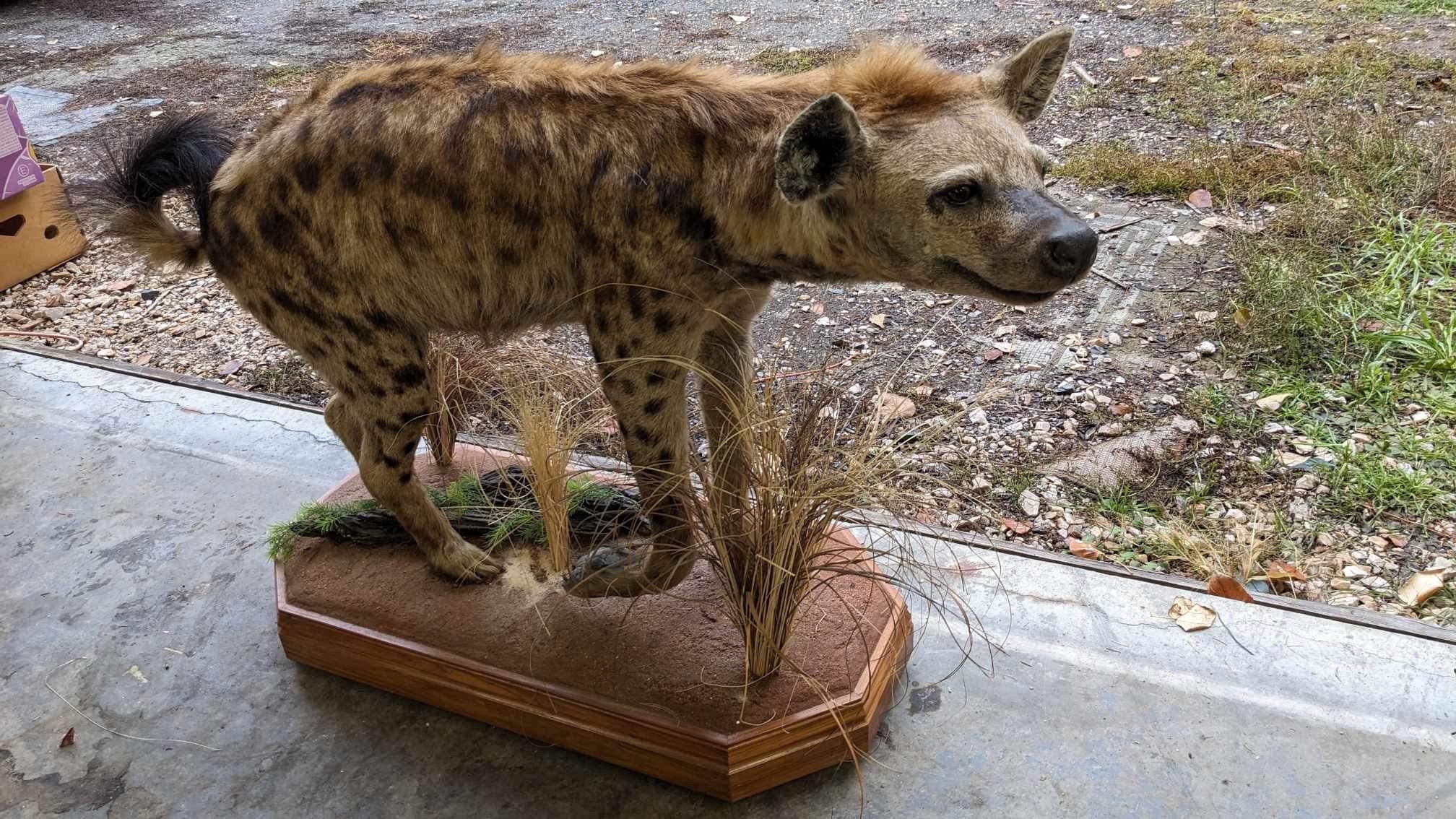 Spotted African Hyena Taxidermy Mount - Etsy