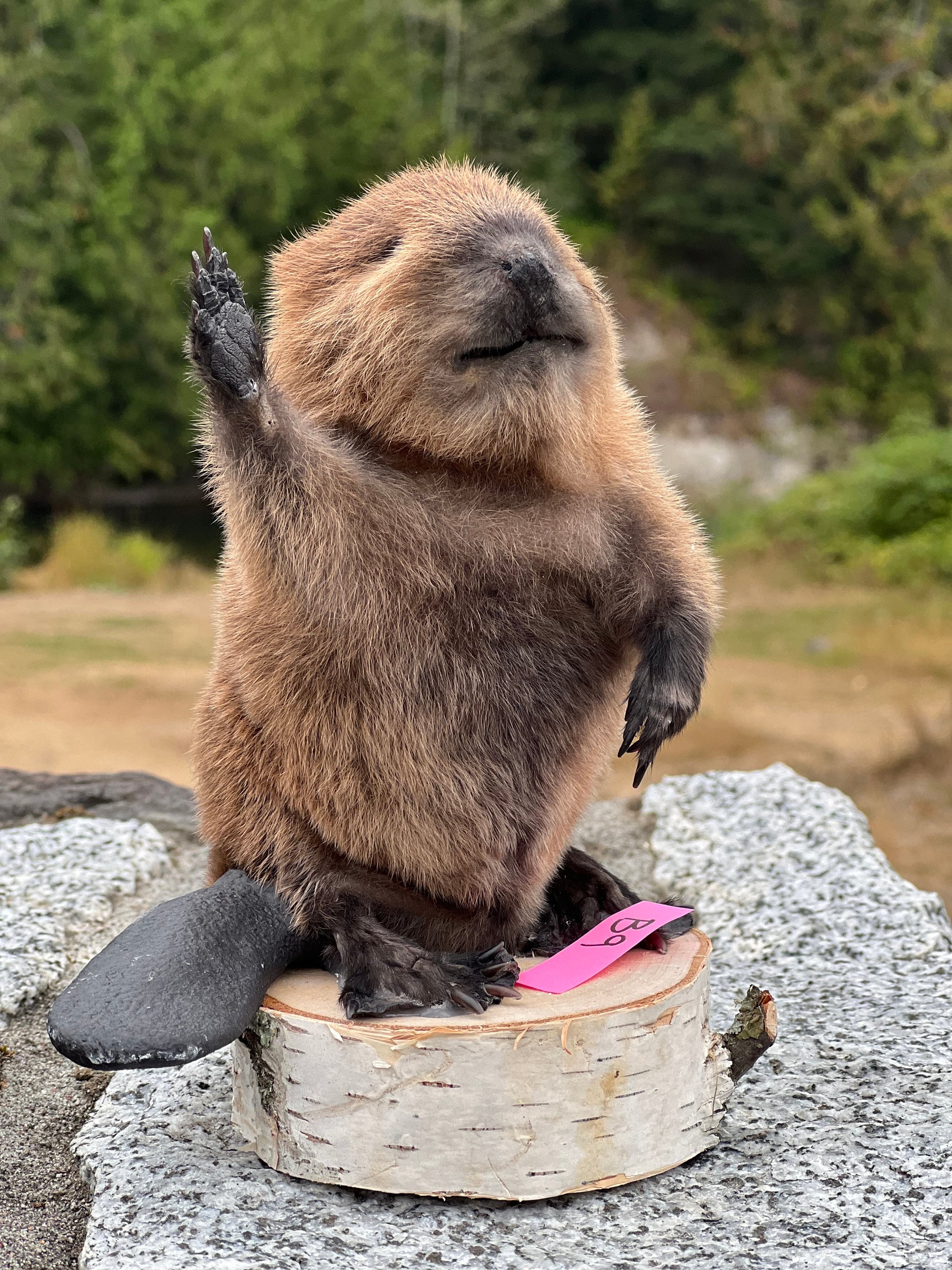 Museum Quality Beautiful Adorable Fatty Beaver Kit Taxidermy - Etsy
