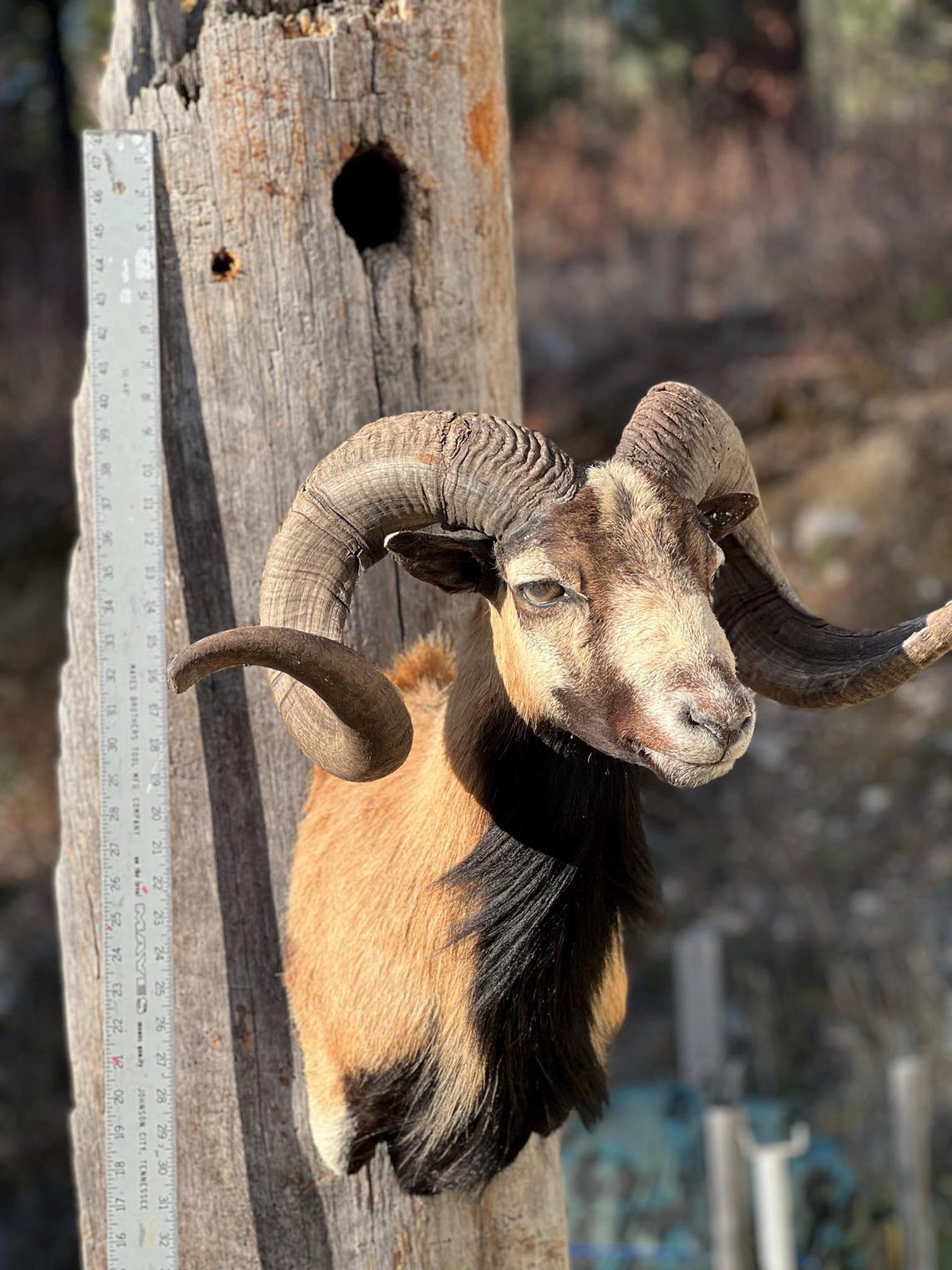 Corcican Ram Sheep Shoulder Mount Taxidermy - Etsy