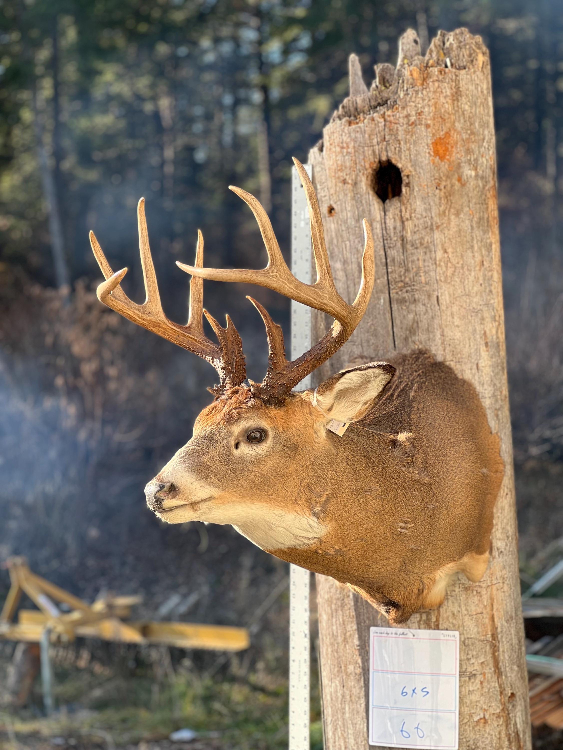 Shoulder Mount White Tail Deer Real Antler Taxidermy Wall Mount 6X5 - Etsy