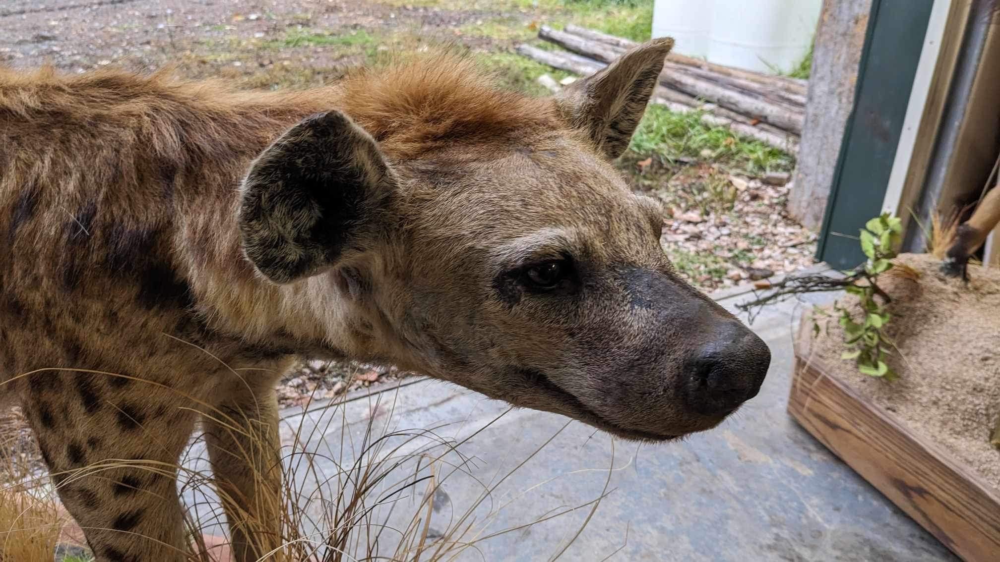 Spotted African Hyena Taxidermy Mount - Etsy
