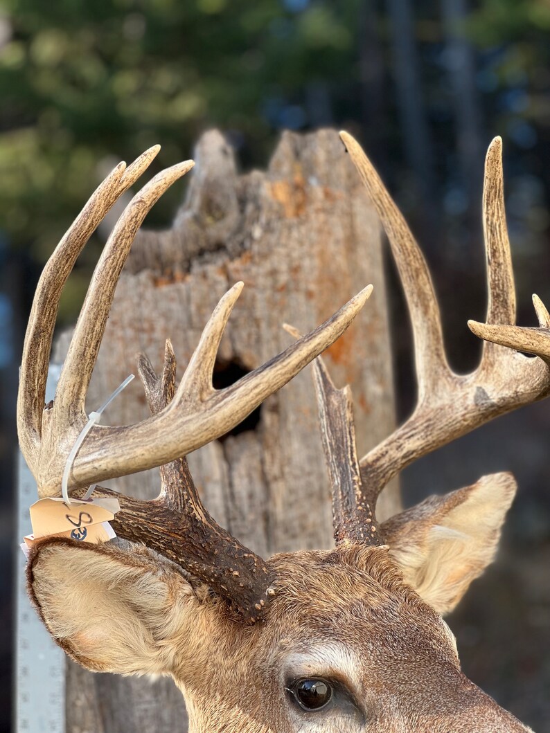 Shoulder Mount White Tail Deer Real Antler Taxidermy Wall Mount - Etsy
