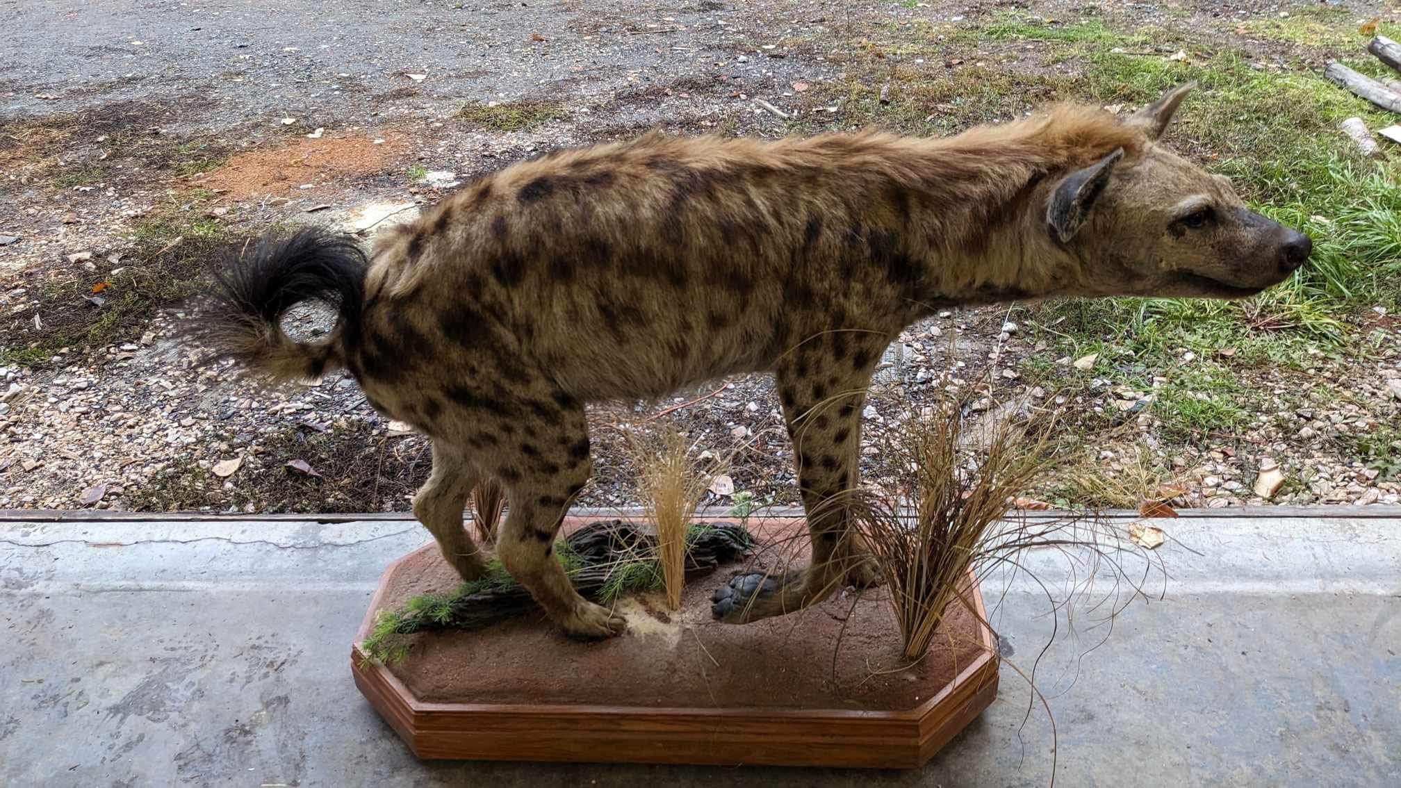 Spotted African Hyena Taxidermy Mount - Etsy