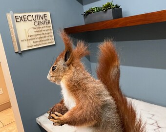 Taxidermy Red Squirrel - Etsy
