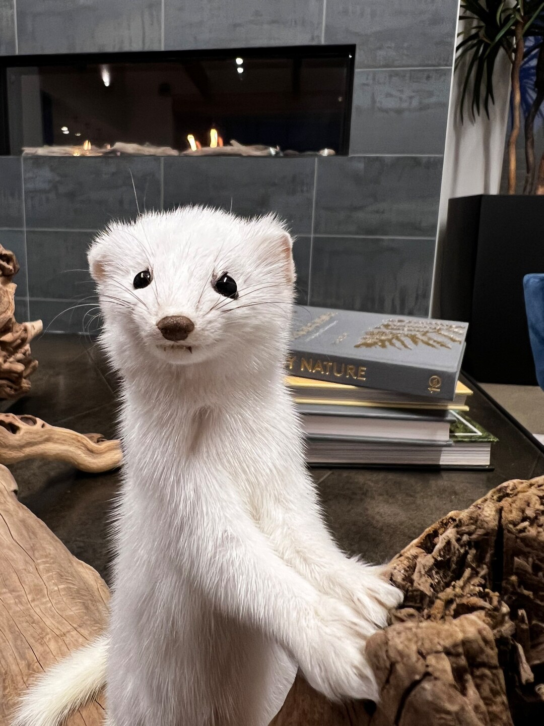Museum Quality Adorable Weasel Ermine Small Animal Taxidermy Mount Art ...