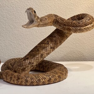 Rattle Snake Taxidermy Mount Beautiful - Etsy