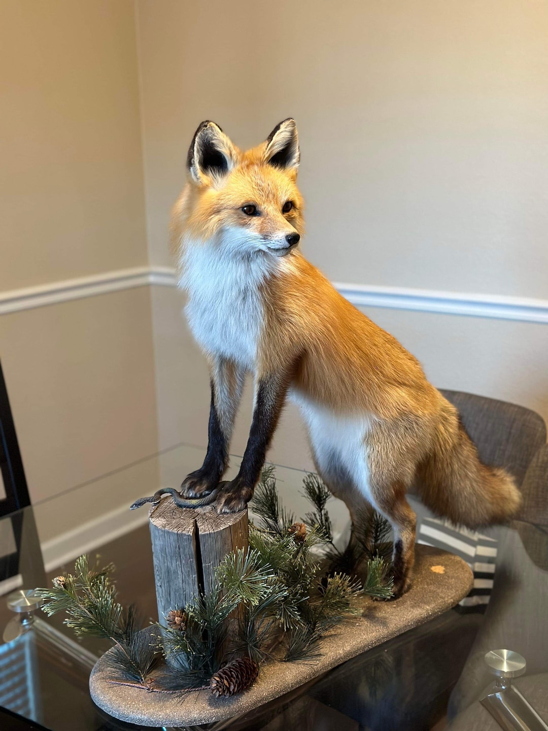 Beautiful Red Fox Taxidermy Life Size Mount on a Wooden Base - Etsy
