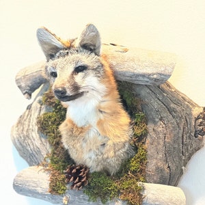 Beautiful Grey Fox Taxidermy Wall Mount in Den - Etsy