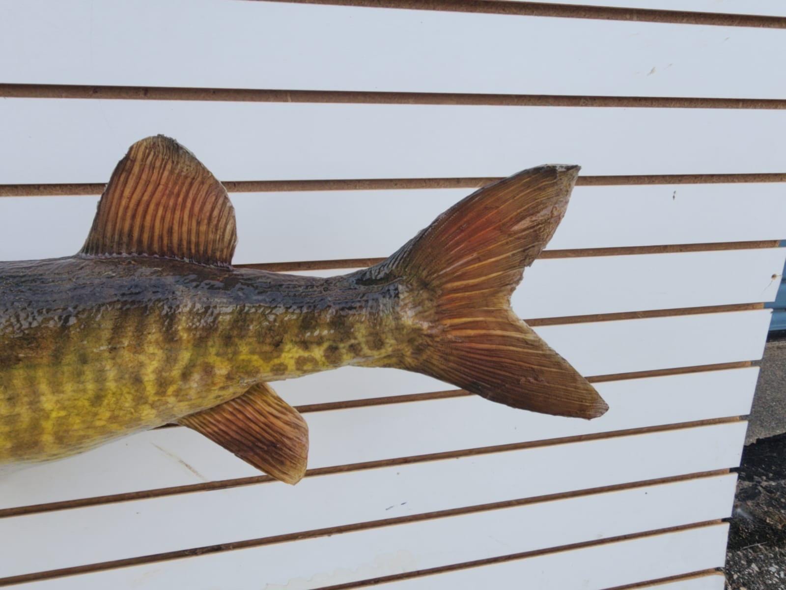 48" Muskie Real Skin Fish Taxidermy - Etsy