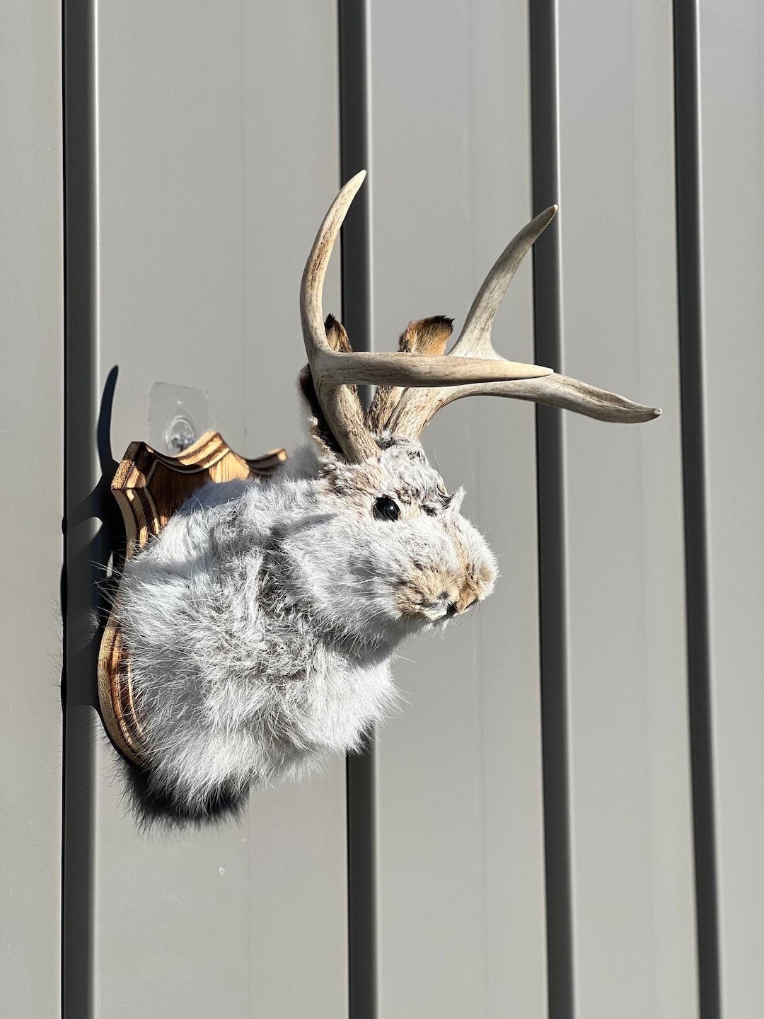 Jackalope Rabbit Taxidermy Wall Mount Real Deer Antlers New - Etsy