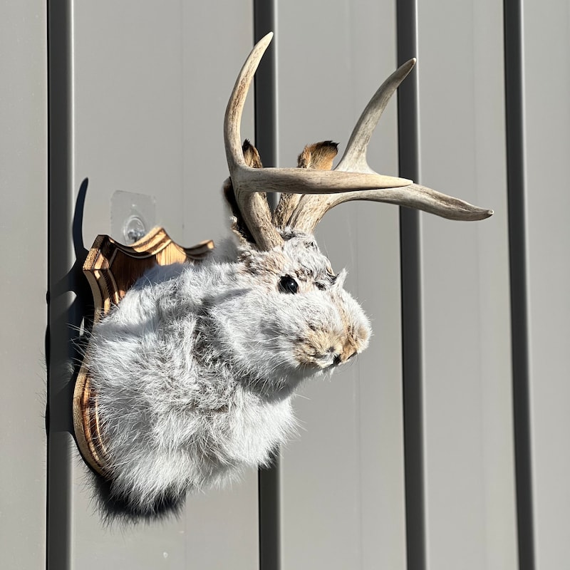 Jackalope Mount - Etsy