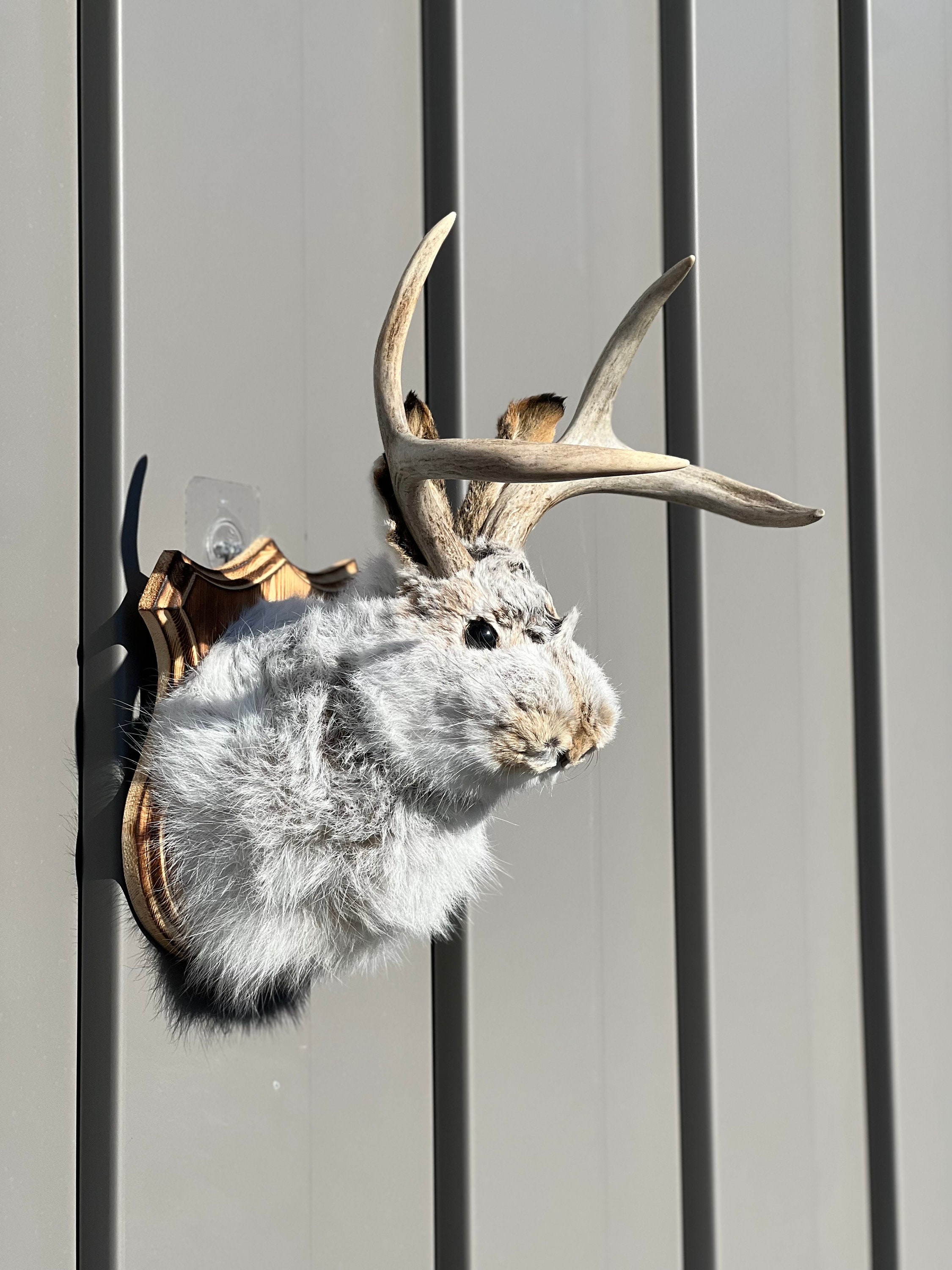 Jackalope Rabbit Taxidermy Wall Mount Real Deer Antlers New - Etsy