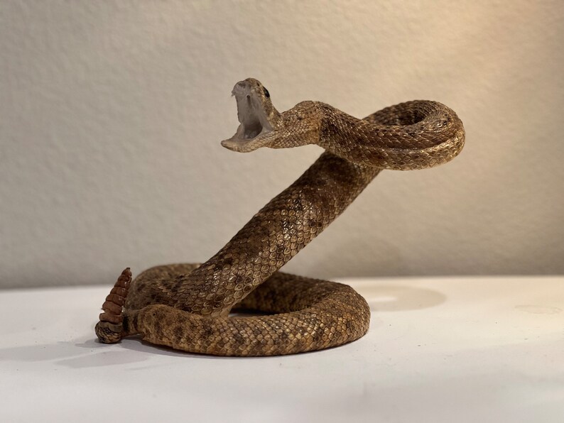 Rattle Snake Taxidermy Mount Beautiful - Etsy