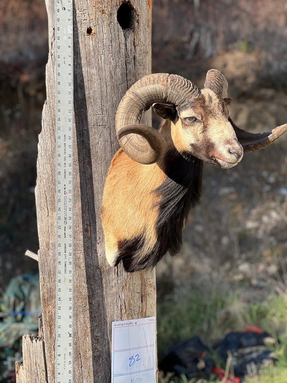 Corcican Ram Sheep Shoulder Mount Taxidermy - Etsy