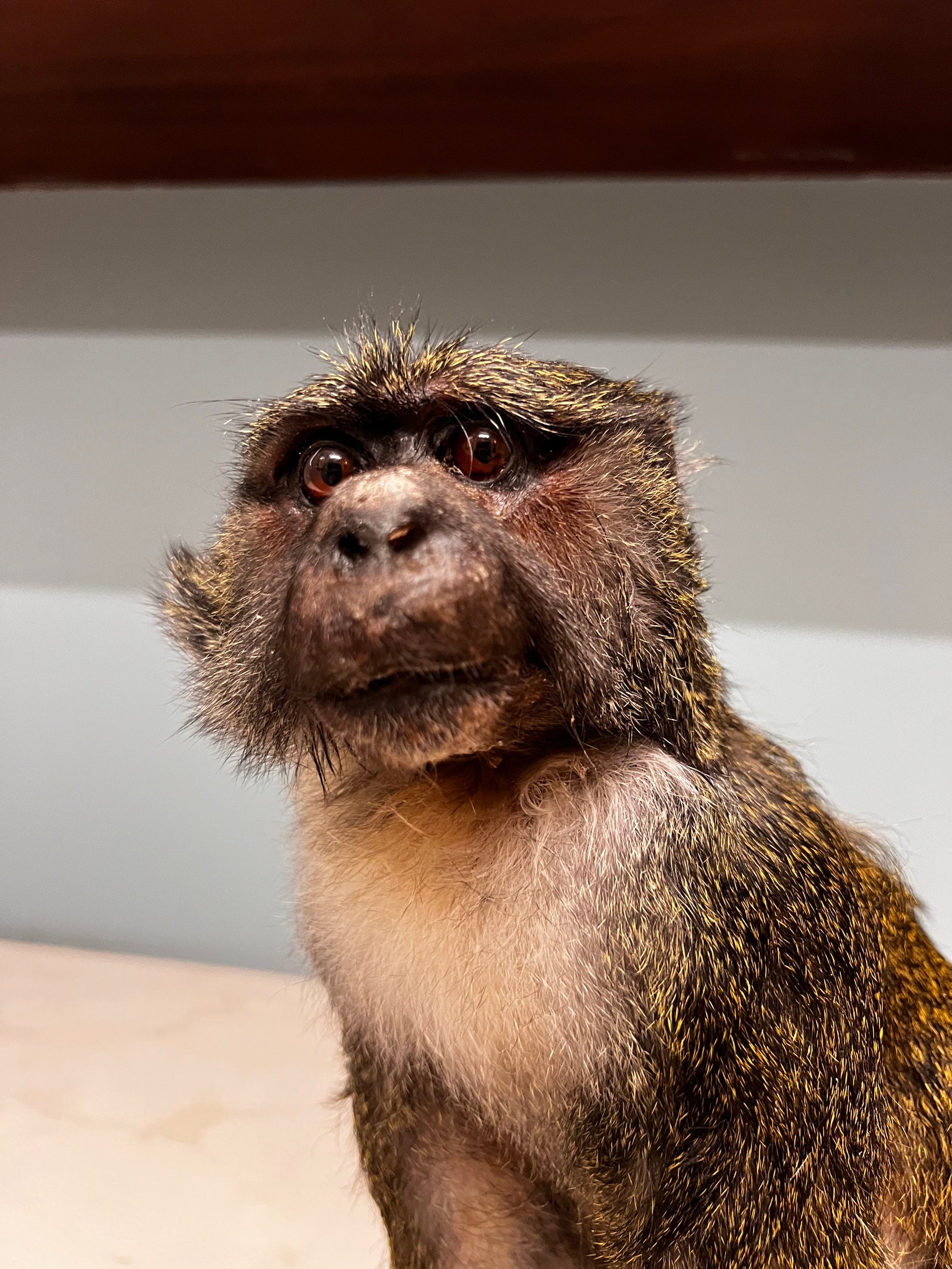 Allen's Swamp Monkey Taxidermy Full Life Size Standing - Etsy