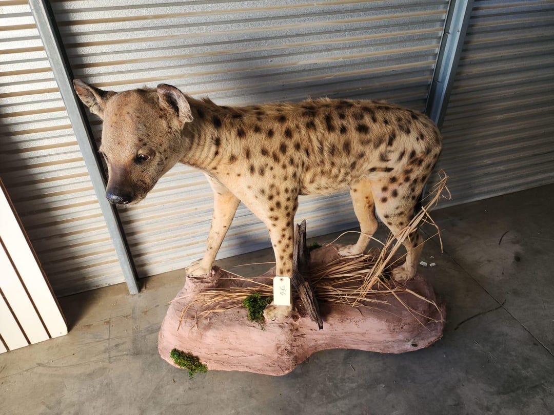 Spotted African Hyena Taxidermy Mount - Etsy